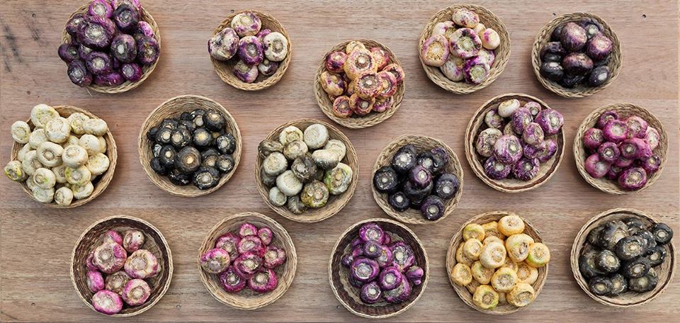 Maca Team Review - Are These Maca Supplements Effective?